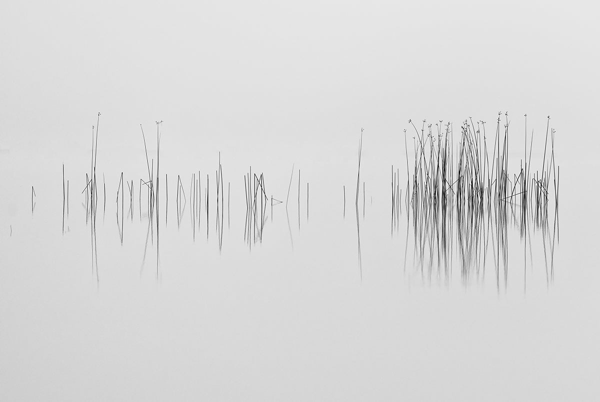 The graphic language of nature Benny Pettersson | Wandbilder von PGM ...