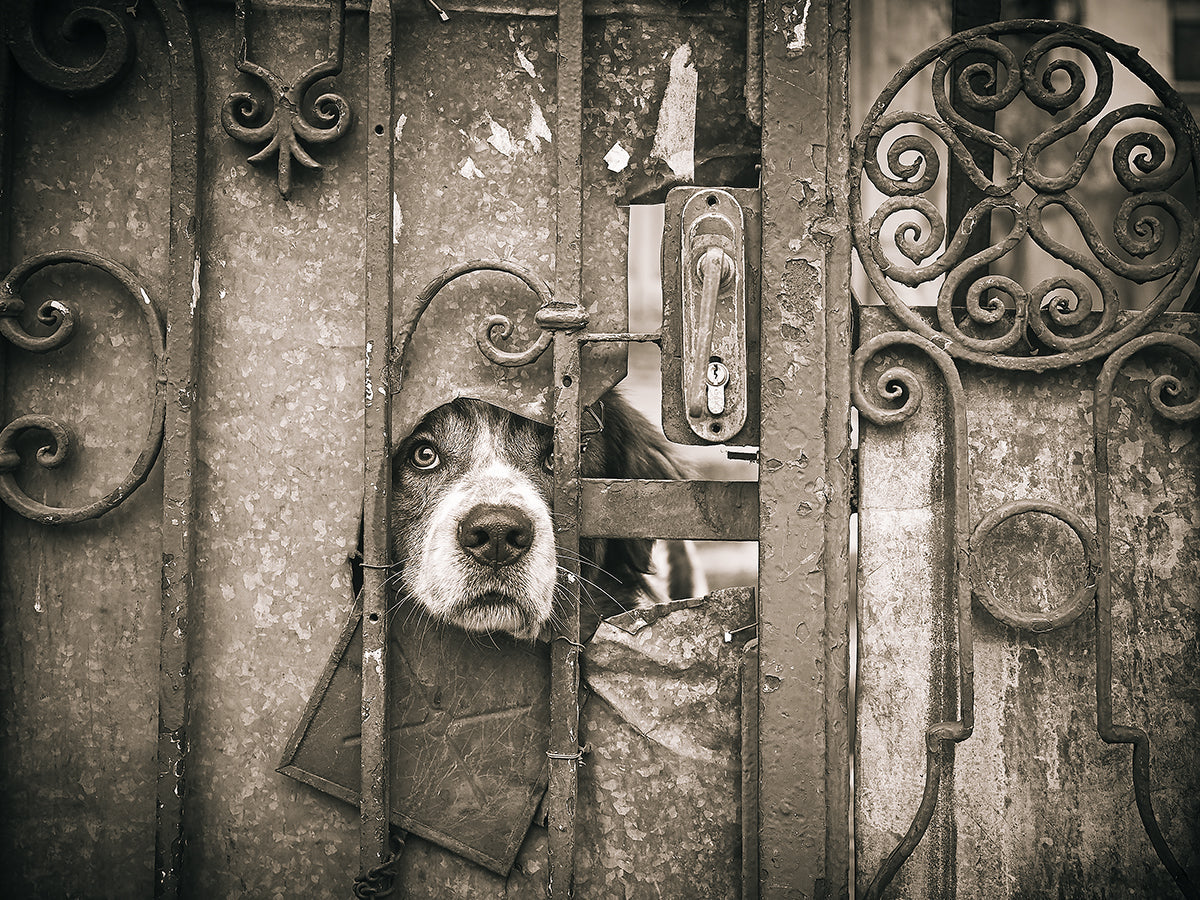 Wise Guy Denis Malciu | Wandbilder von PGM Art worlD