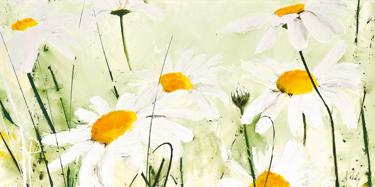 Margeriten Heidi Reil | Wandbilder von PGM Art worlD