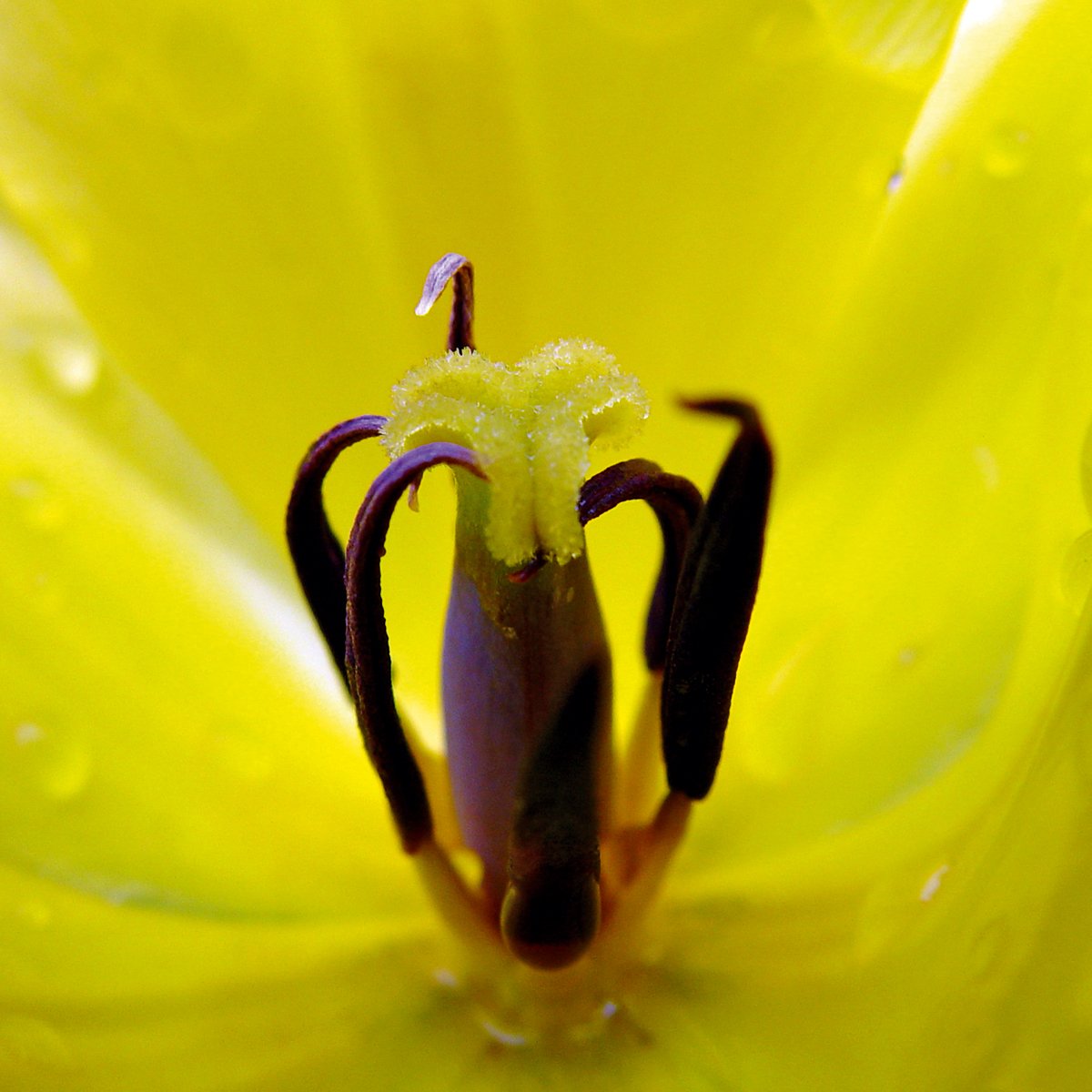 Krone Ingrid Ulmer | Wandbilder von PGM Art worlD