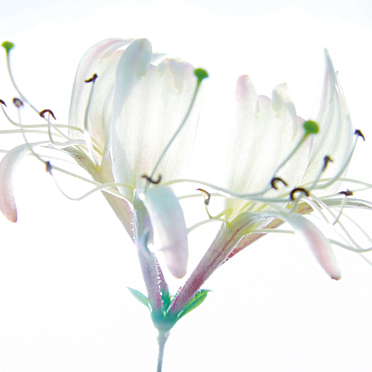 Zarte Bande von Ingrid Ulmer | Wandbilder von PGM Art worlD