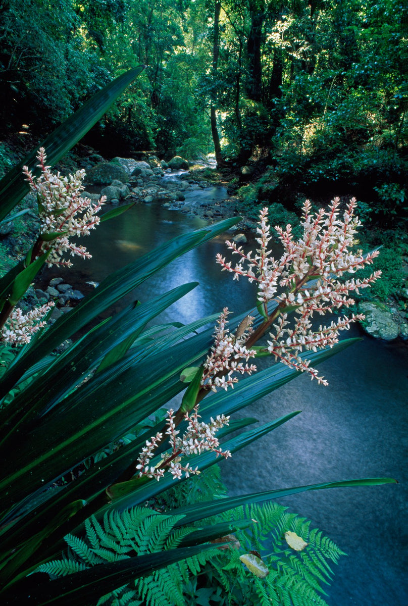 Canungra Creek Thomas Marent | Wandbilder von PGM Art worlD